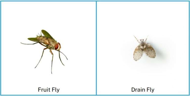 How to Get Rid of Drain Flies Forever - Parker Plumbing Company